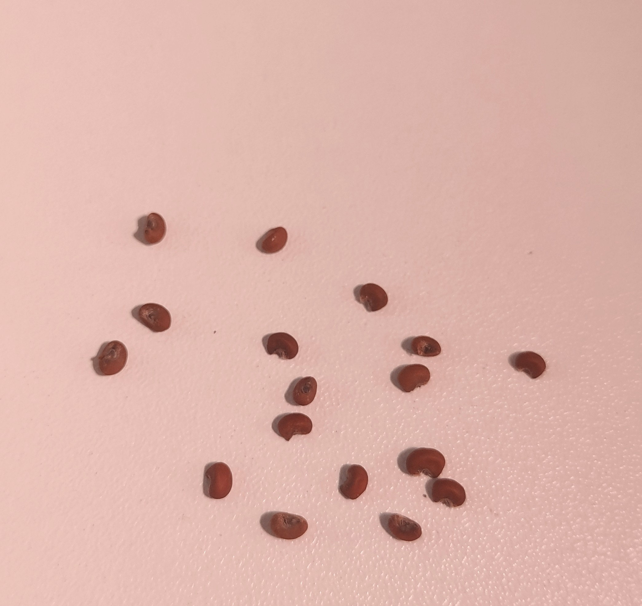 30 + Pink Rock Rose Seeds Pavonia Lasiopetala Seeds Free SH - Etsy