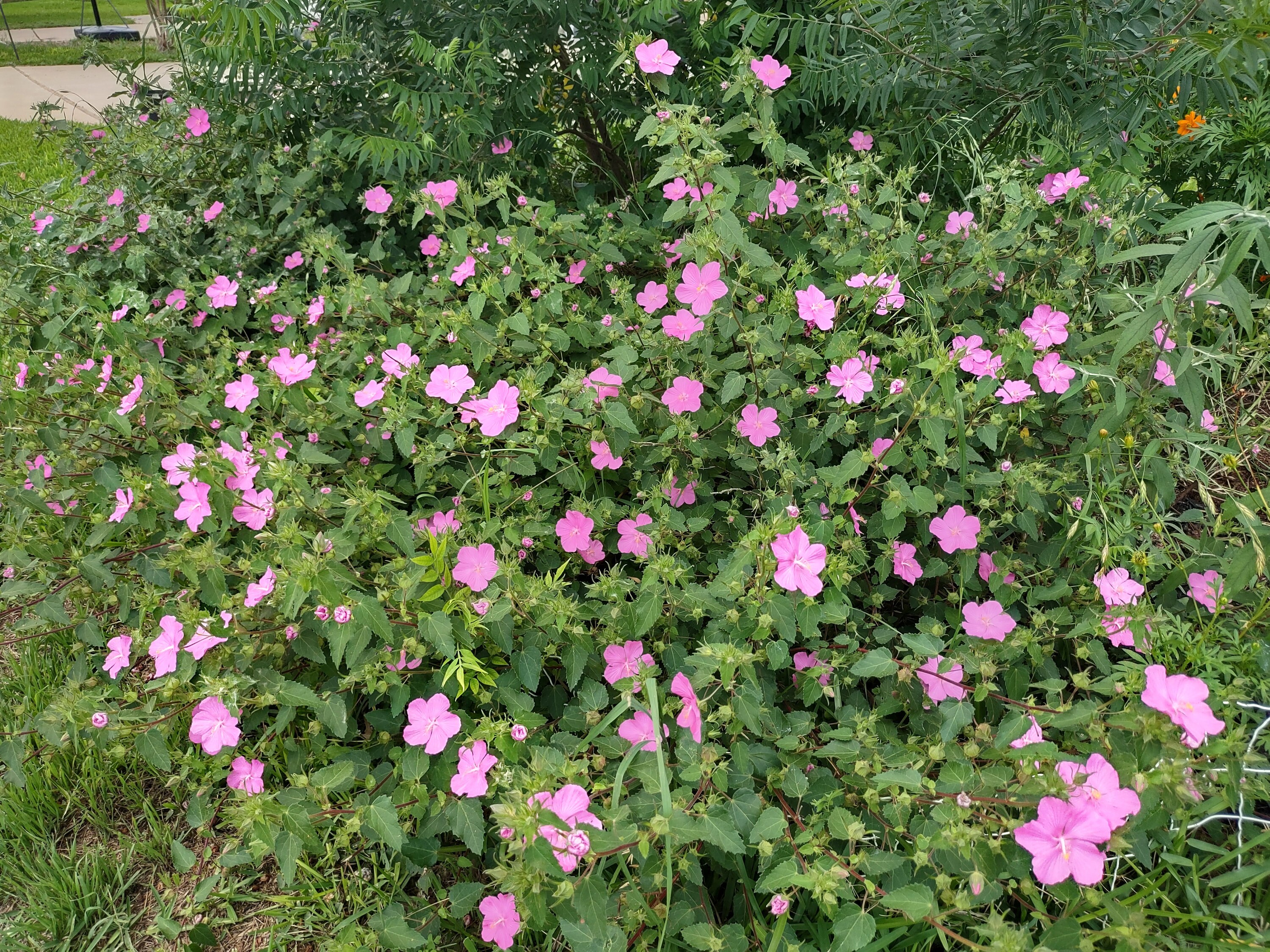 30 + Pink Rock Rose Seeds Pavonia Lasiopetala Seeds Free SH - Etsy