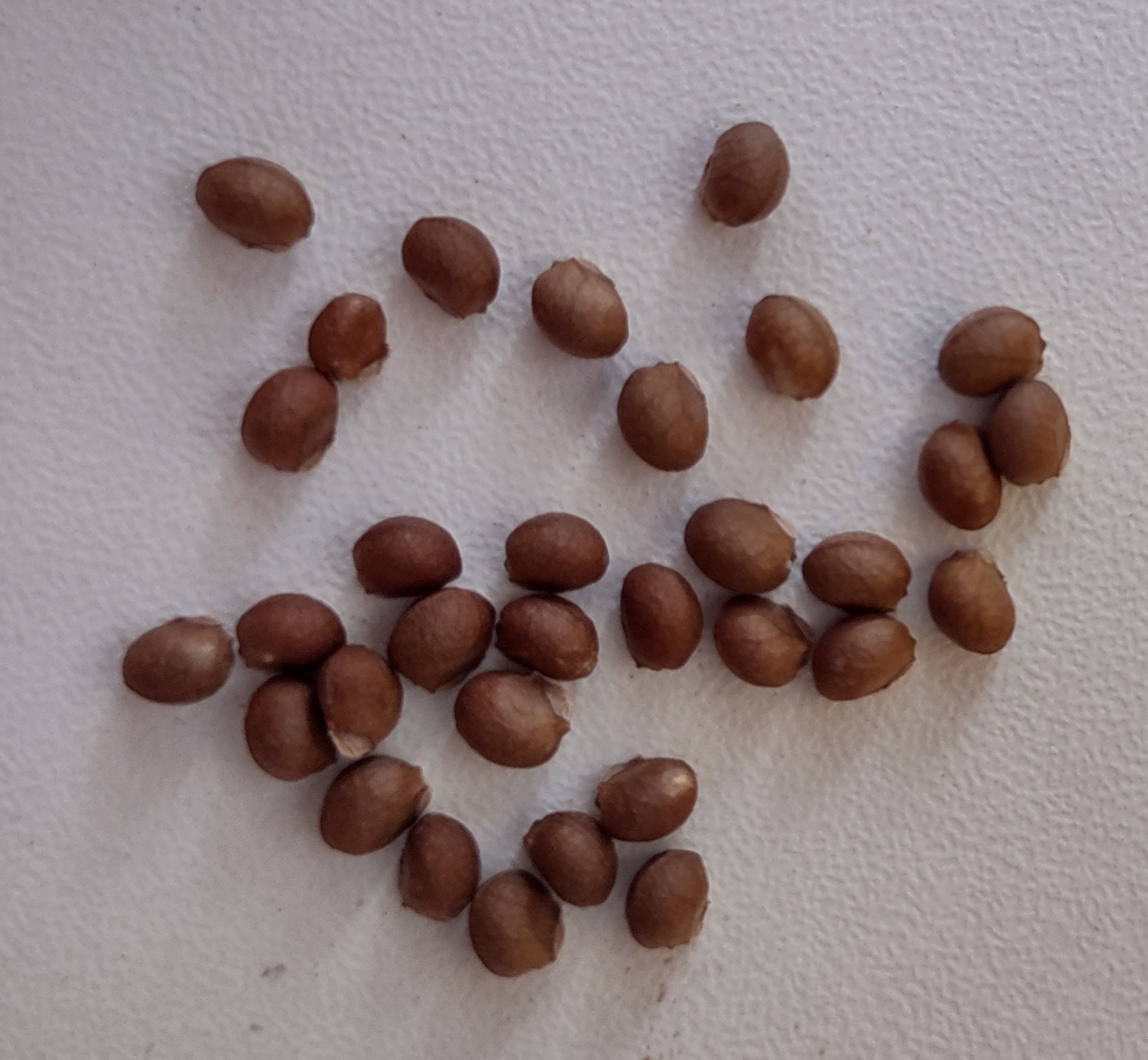 30 + Pink Rock Rose Seeds Pavonia Lasiopetala Seeds Free SH - Etsy