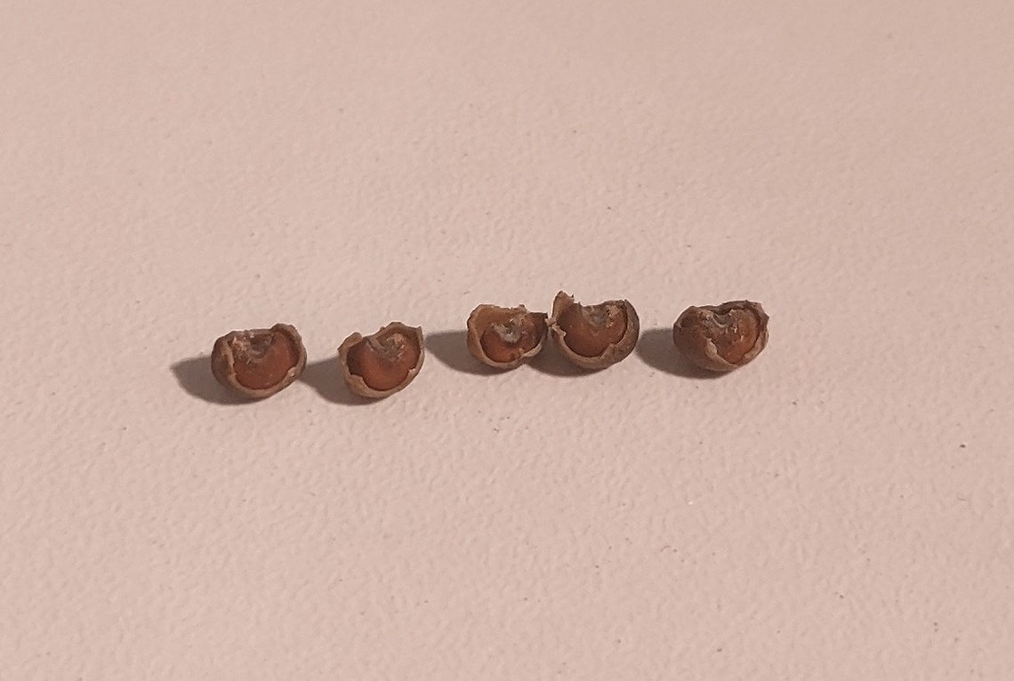 30 + Pink Rock Rose Seeds Pavonia Lasiopetala Seeds Free SH - Etsy