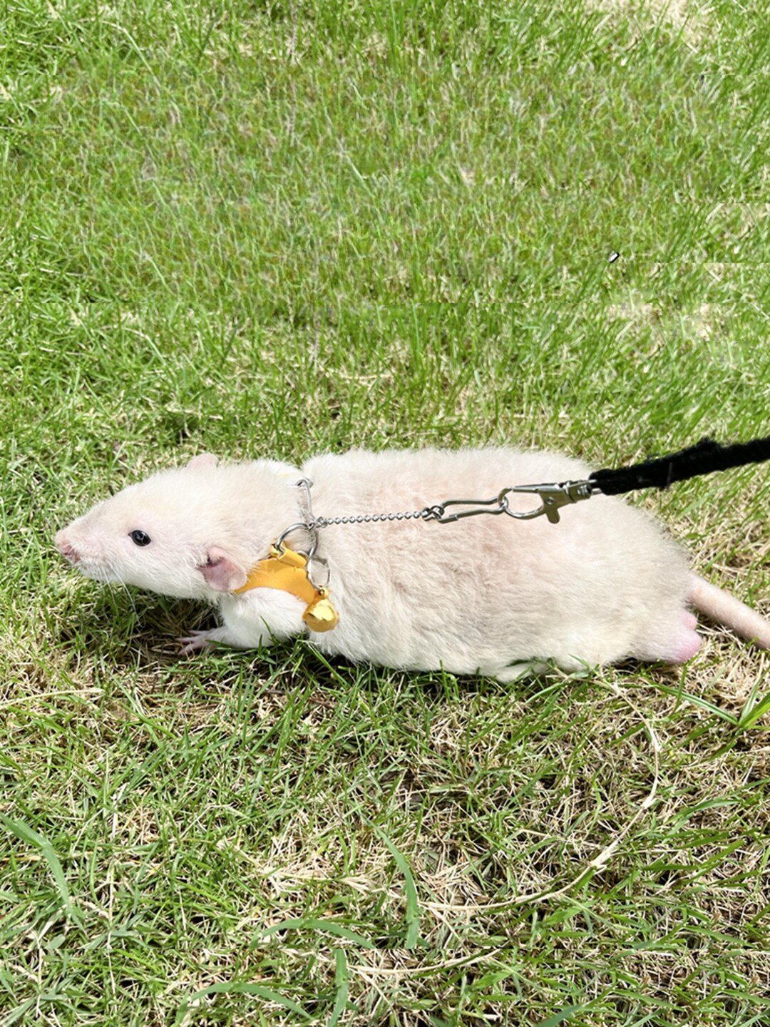 Small Pets Harness,pet Take-out Collar is Suitable for Hamsters, Sugar ...