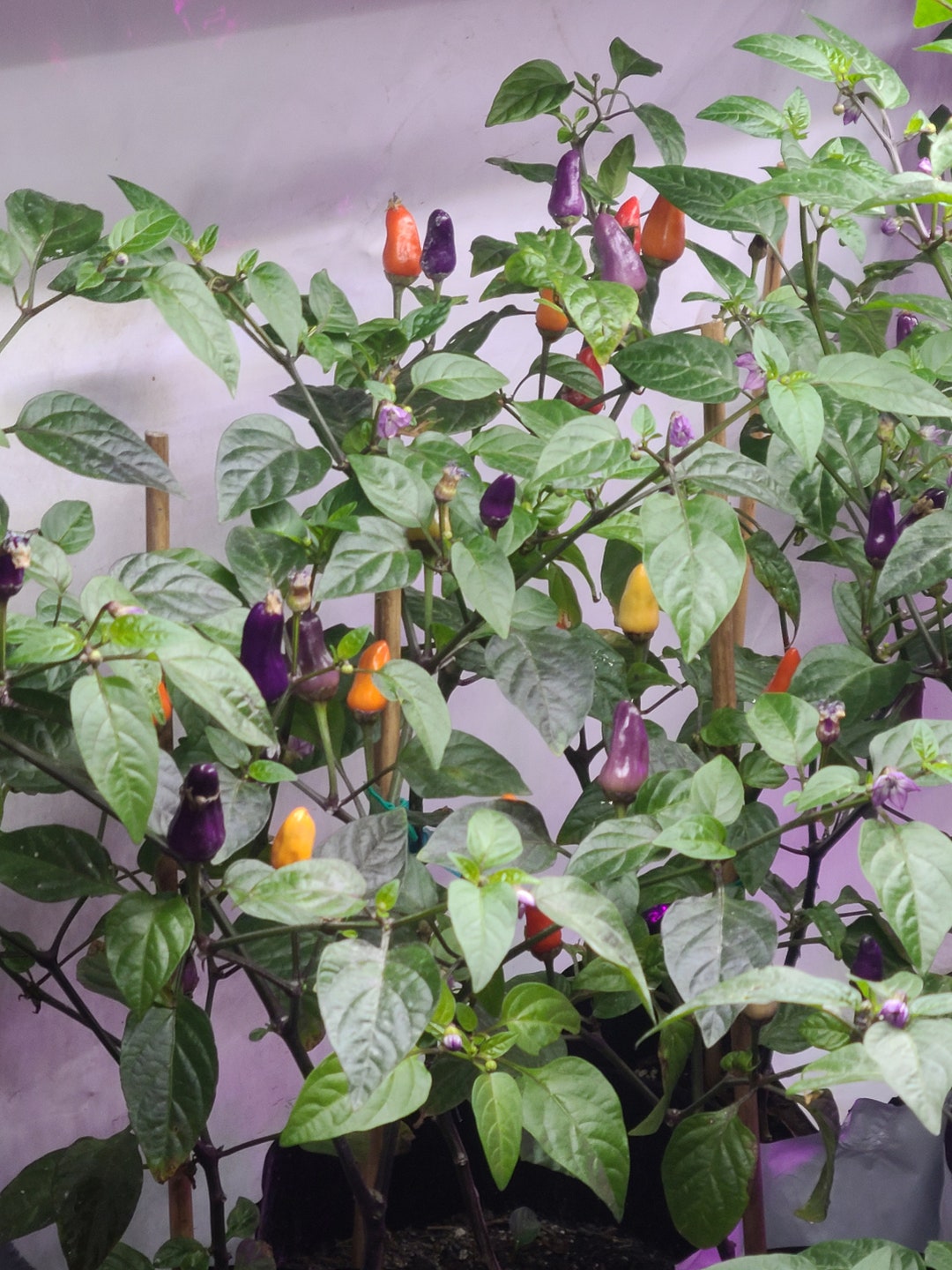 SEEDS 5 Color Pepper Plant Seeds - Etsy
