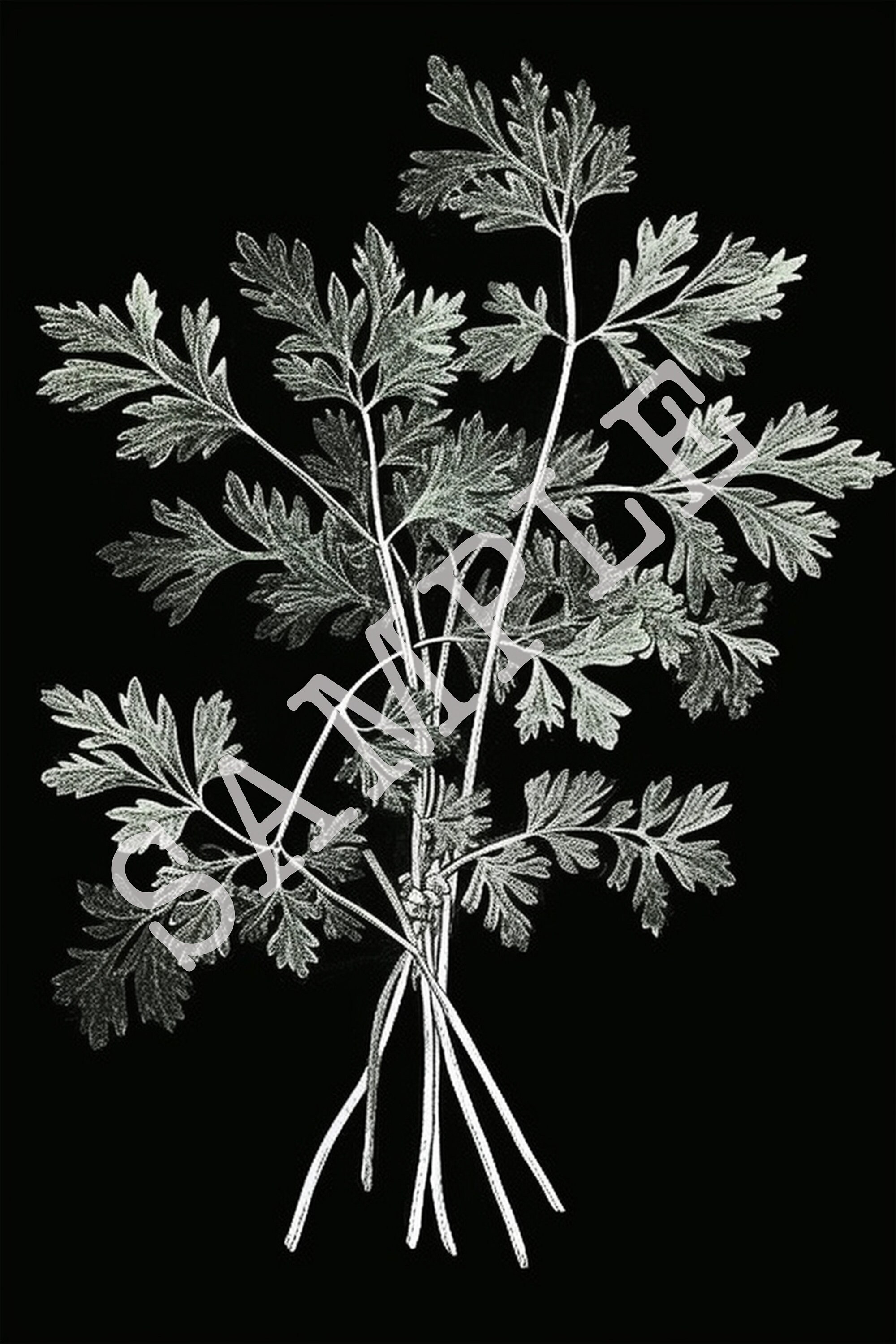 Cilantro Illustration Pencil Drawing Print Botanical Poster | Print at ...