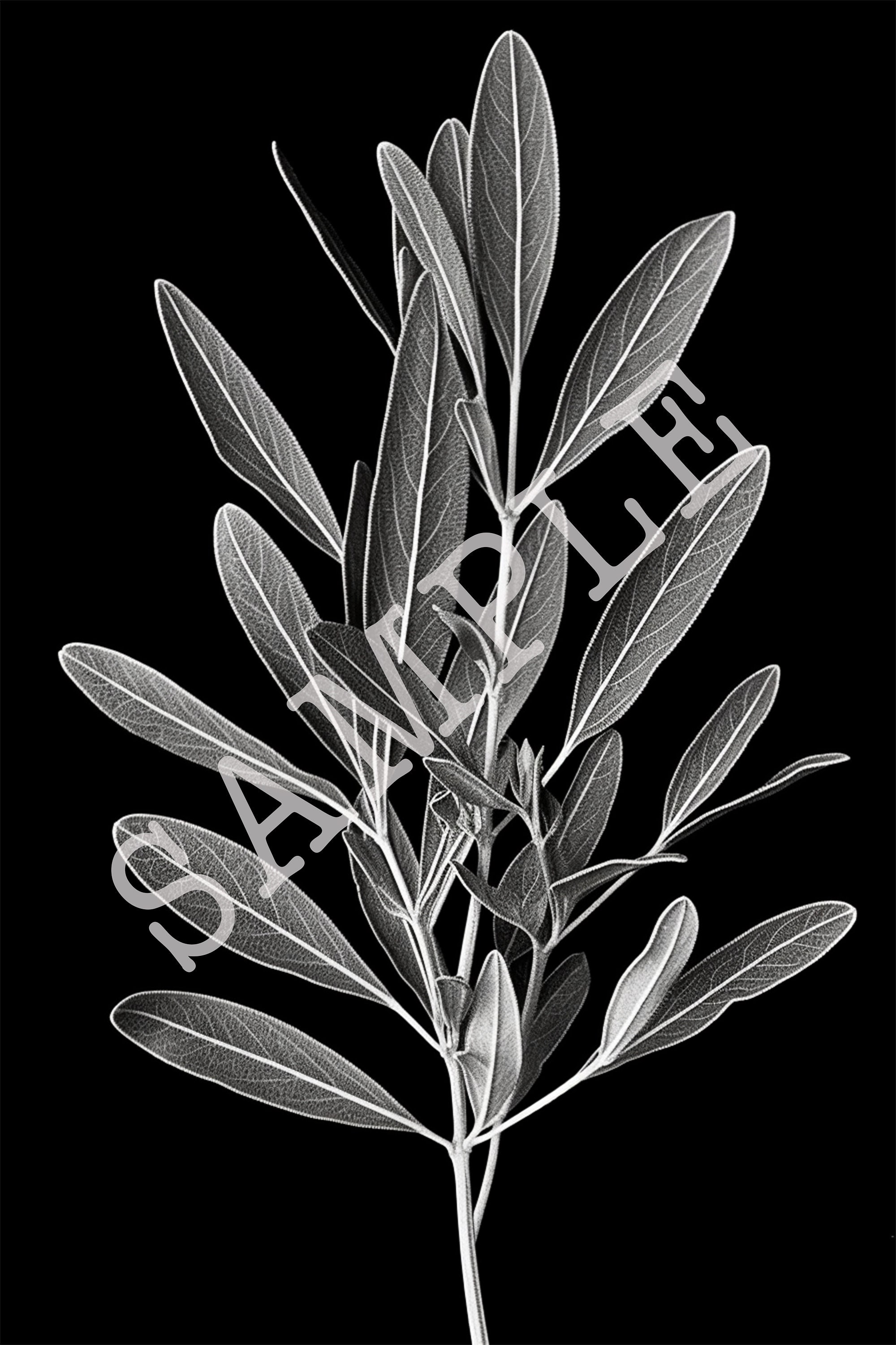 Sage Illustration Pencil Drawing Print Botanical Poster | Print at Home ...