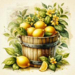 Floral Bucket of Lemons Clipart | Set of 10 | High Quality 300 DPI ...