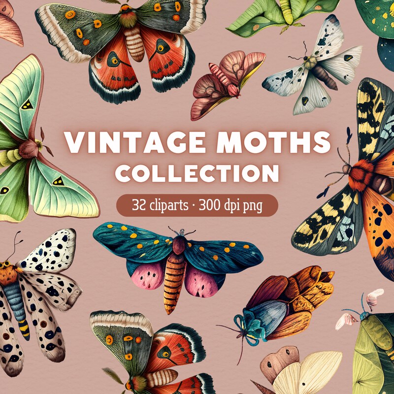 Antique Moth Print - Etsy