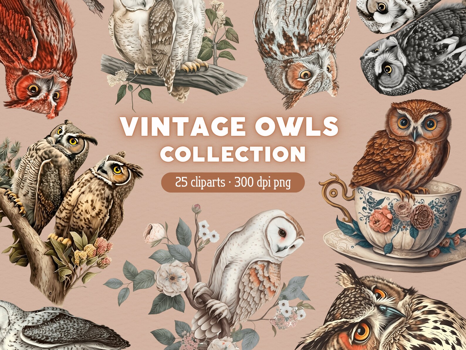 Vintage Owls PNG, Antique Owl Clipart, Nature Animals Clip Art, Bundle ...