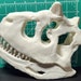 Realistic Spinosaurus Skull 3D Print -biology Science Paleontology- - Etsy