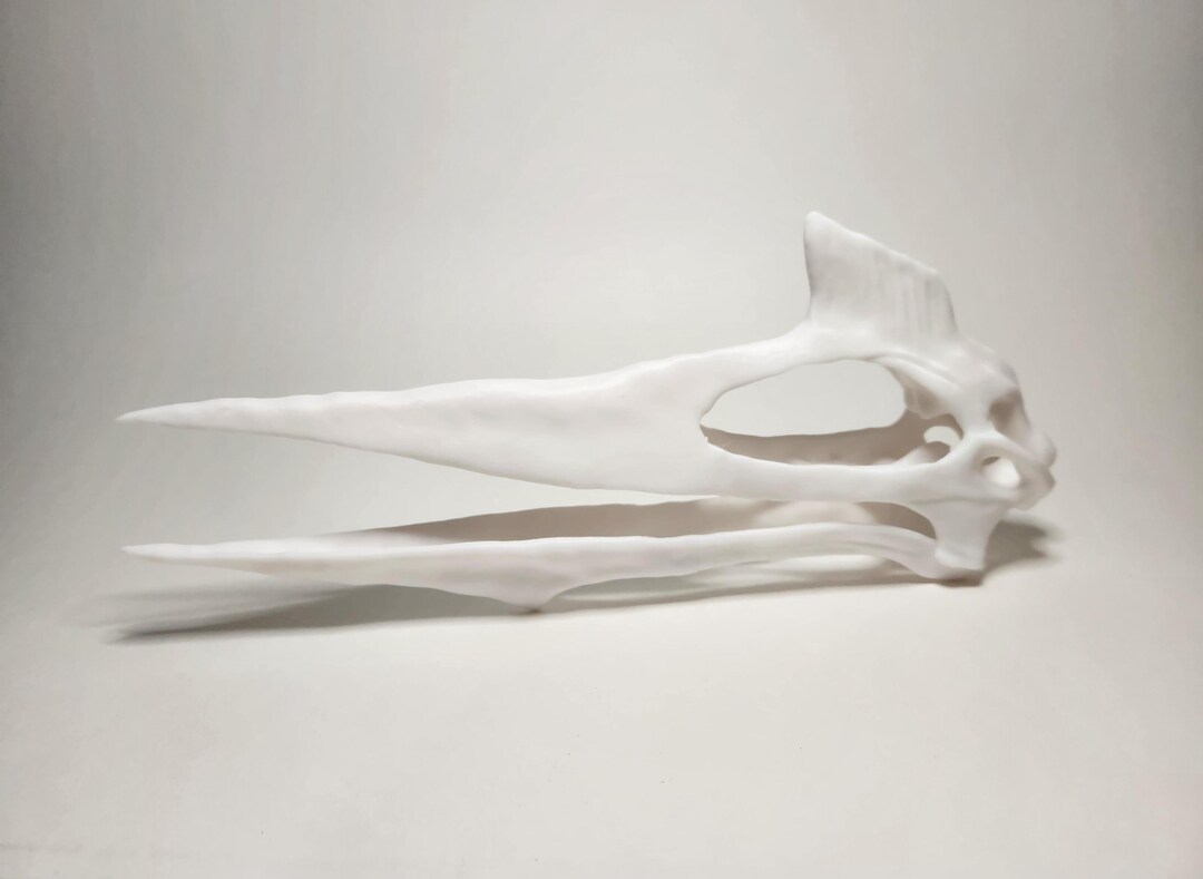 Quetzal Skull 3D Print -biology Science Paleontology- - Etsy