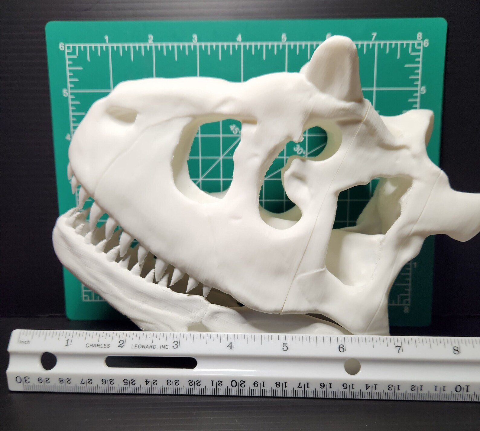 Carnotaurus Skull - Etsy