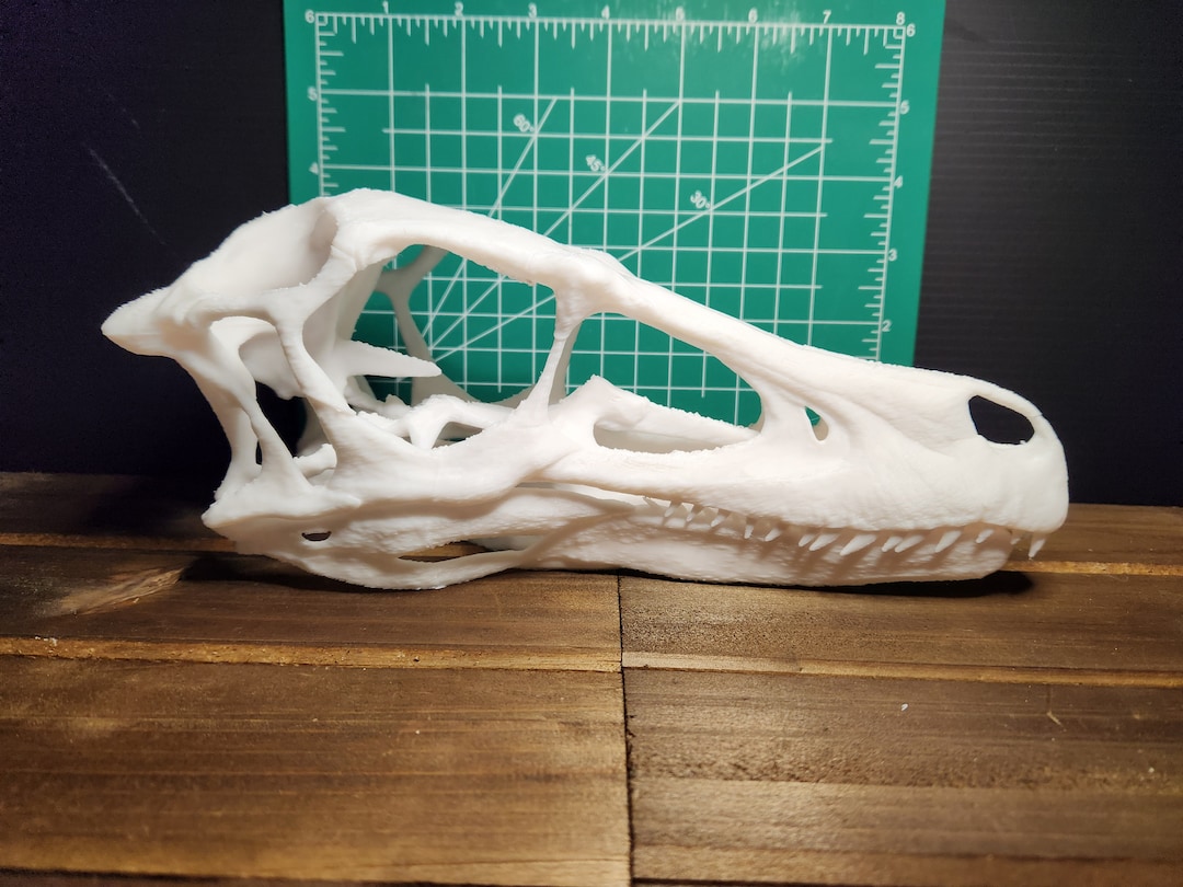 Velociraptor Skull 3D Print -biology Science Paleontology- - Etsy