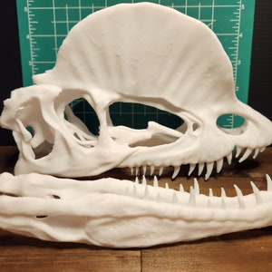 Dilophosaurus Skull 3D Print -biology Science Paleontology- - Etsy