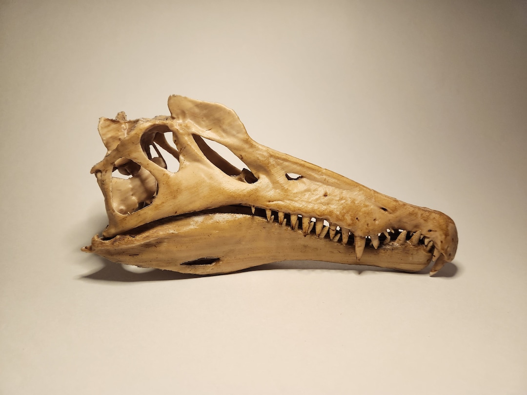 Realistic Spinosaurus Skull 3D Print -biology Science Paleontology- - Etsy