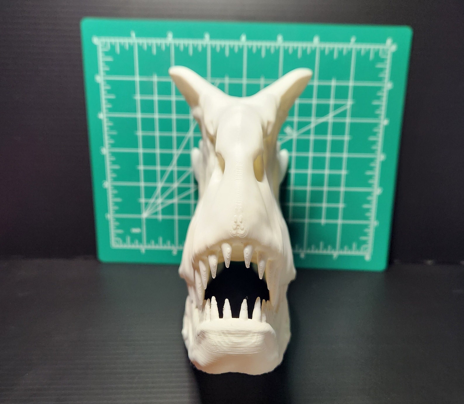 Carnotaurus Skull - Etsy