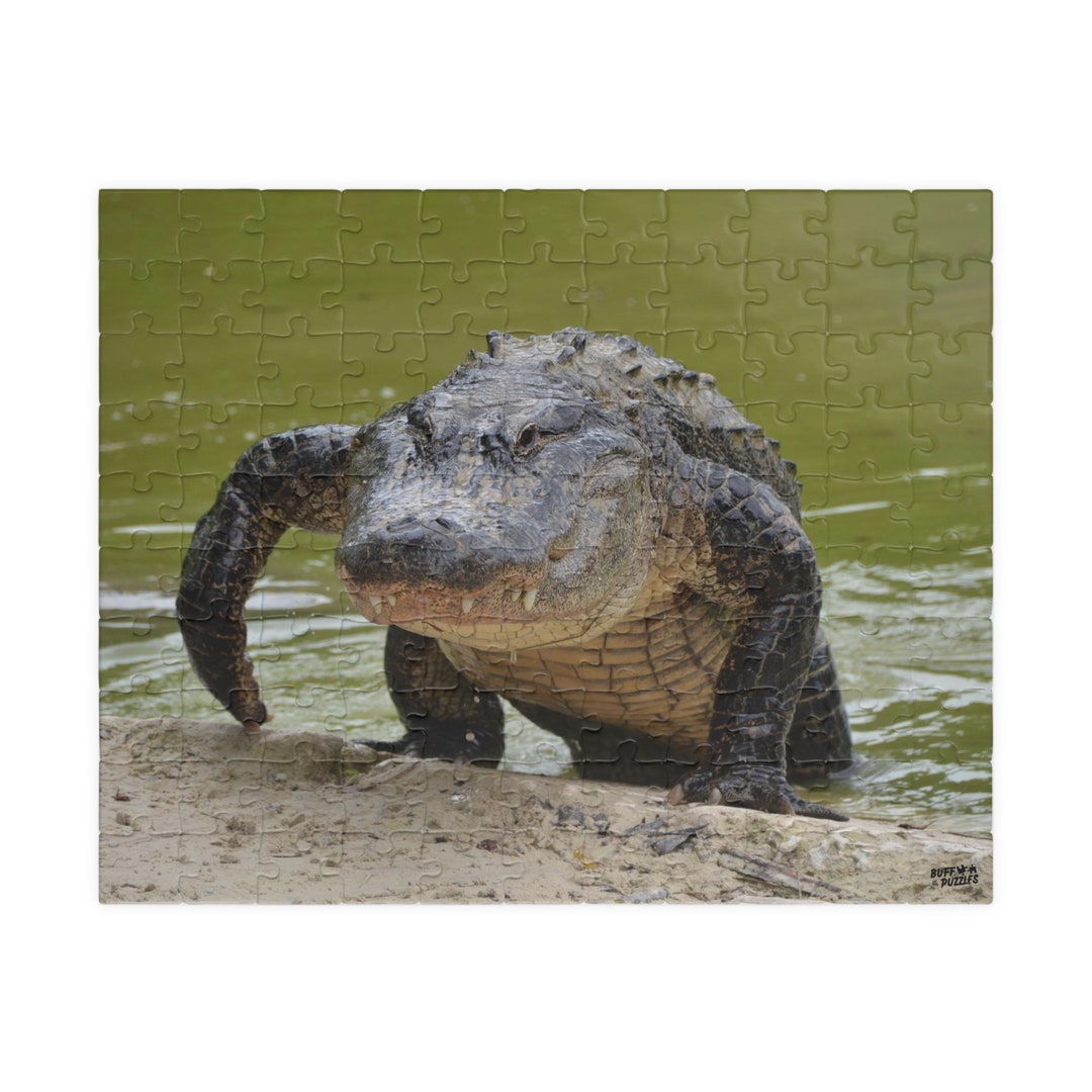Alligator Puzzle (110, 252, 500, 1014-piece) - Etsy