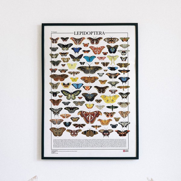 Lepidoptera - Etsy