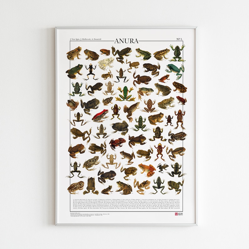 Poster Anura, Frogs & Toads Poster, Frogs Alphabet, Types of Frogs ...