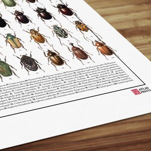 Poster Coleoptera No. 2 - Scarabæidæ / Beetles, Print Featuring 100 ...