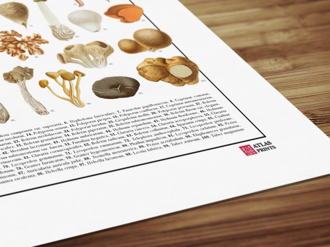 Set of 2 Fungi / Mushrooms Posters, 2 Prints With 199 Illustrations of ...