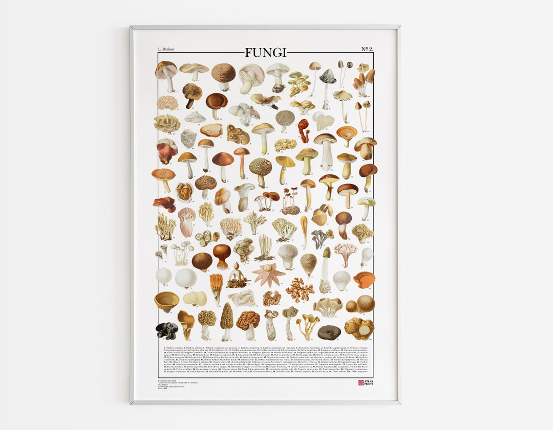 Poster Fungi N.2 Mushrooms Botanical Poster, Mushroom Print, Fungi ...