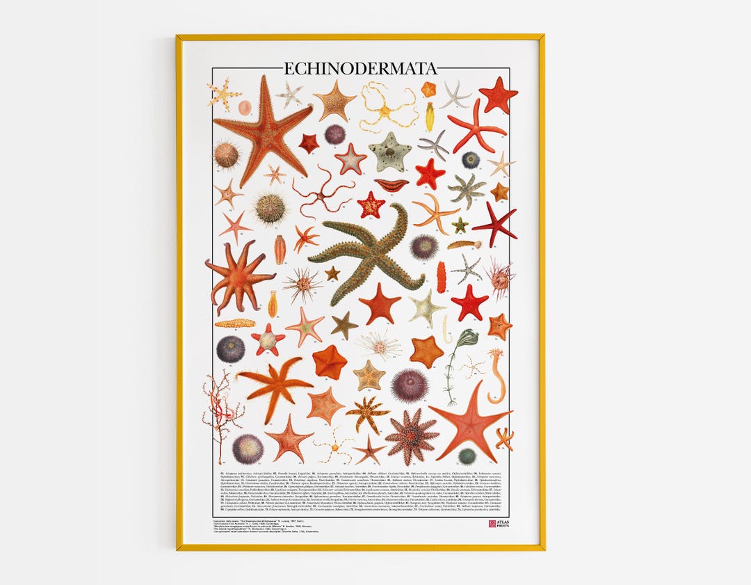 Poster Echinodermata, Starfish Print, Starfish Poster, Nautical Decor ...