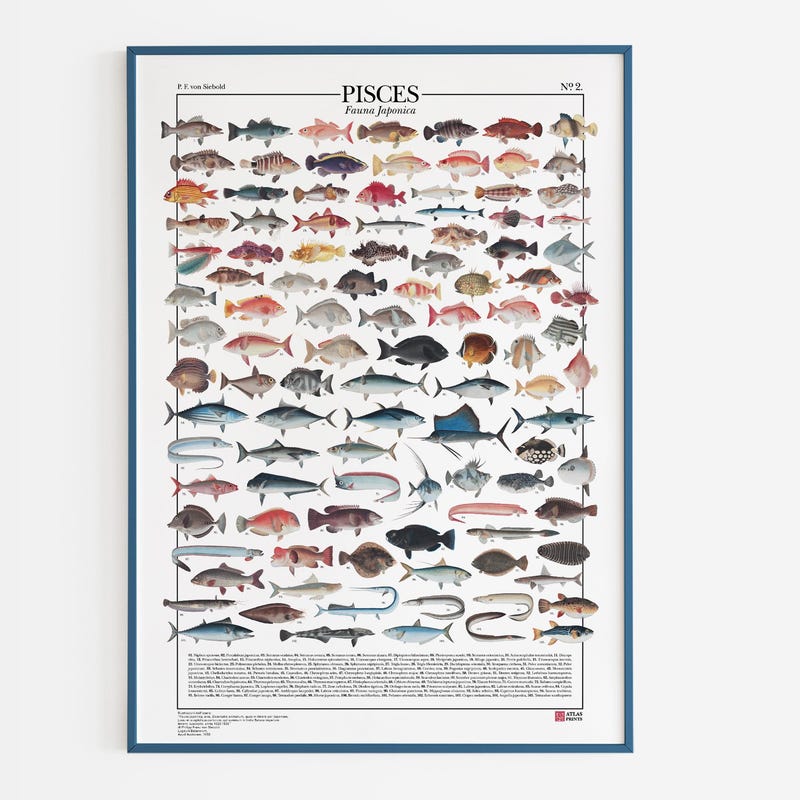Vintage Fish Poster - Etsy