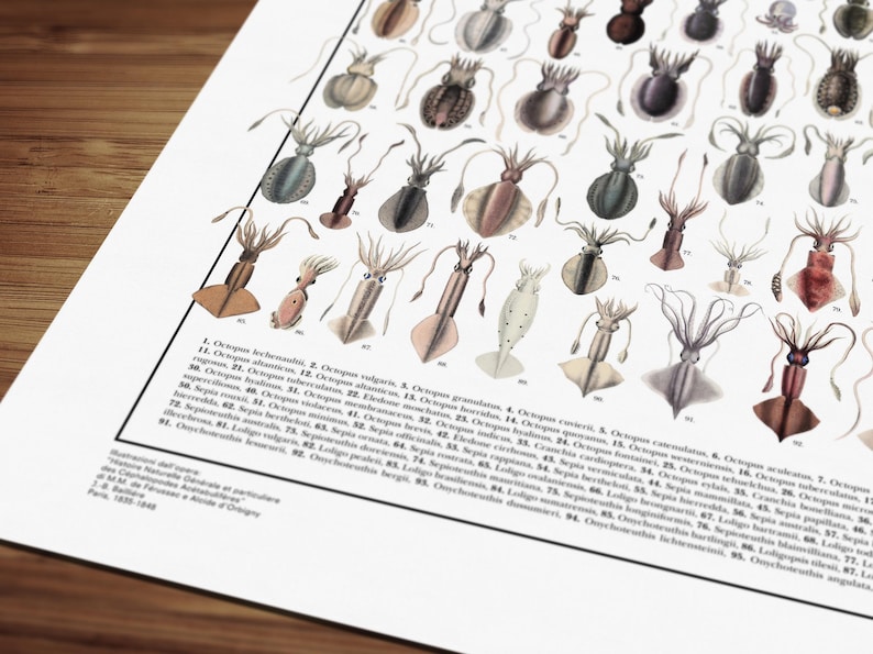 Cephalopoda / Cefalopodi Poster, Print of 98 Illustrations of Different ...