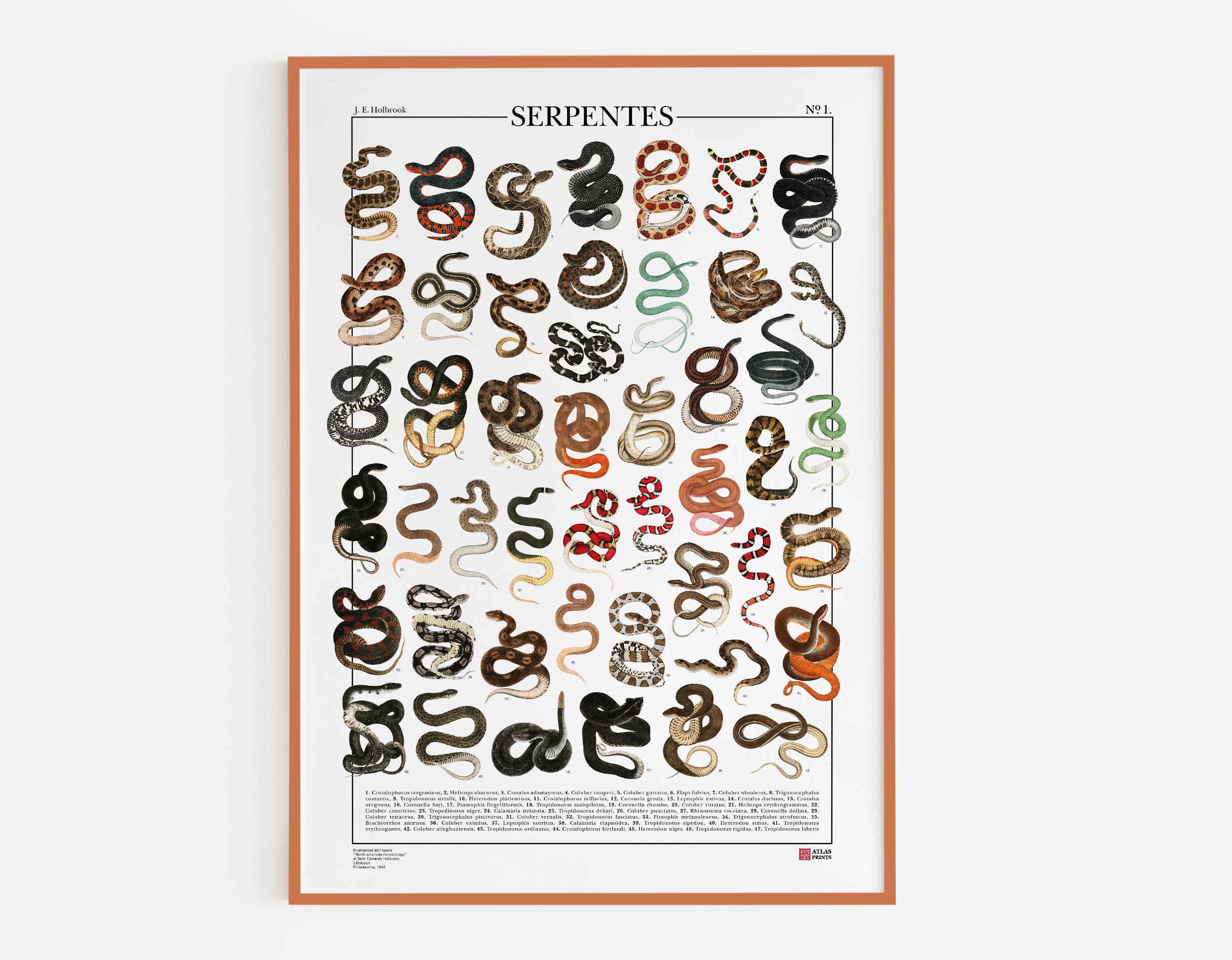 Poster Serpentes Snakes, Snakes Poster, Reptile Art, Snakes Species ...