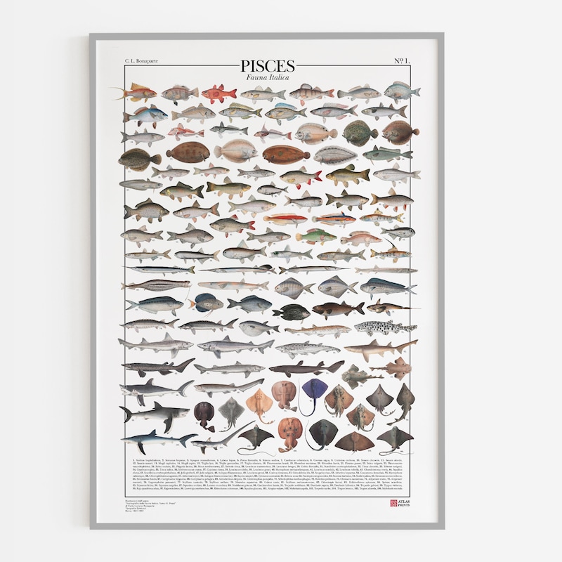Fish Poster - Etsy