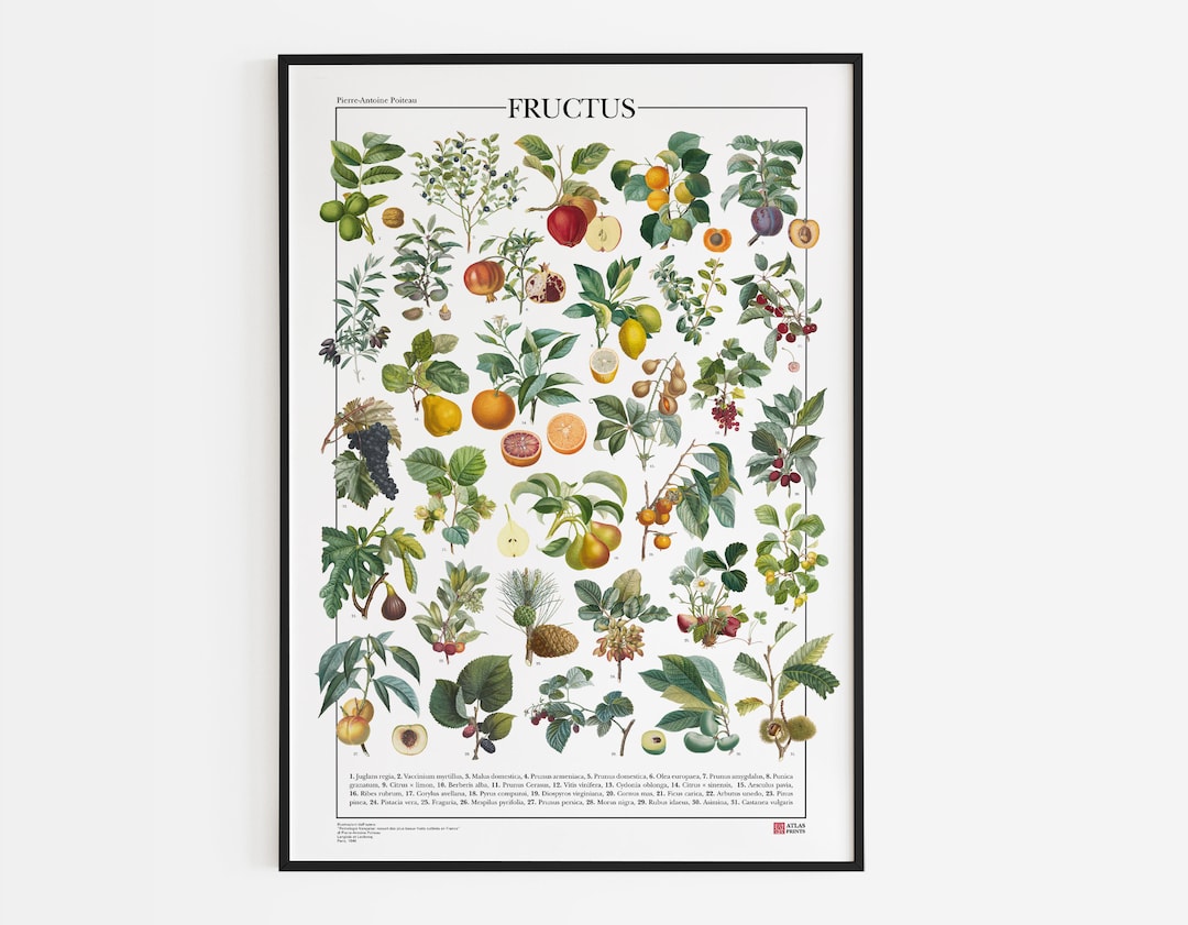 Poster Fructus Fruits Poster, Kitchen Decoration, Fruit Chart ...