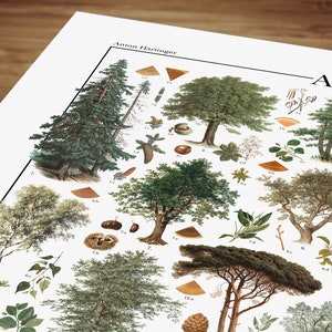 Tree Posters / 26 Illustrations of Different Types of Trees With More ...