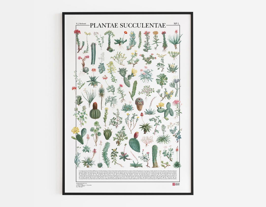 Poster Plantae Succulentae / Succulent Plants, Print Featuring 69 ...