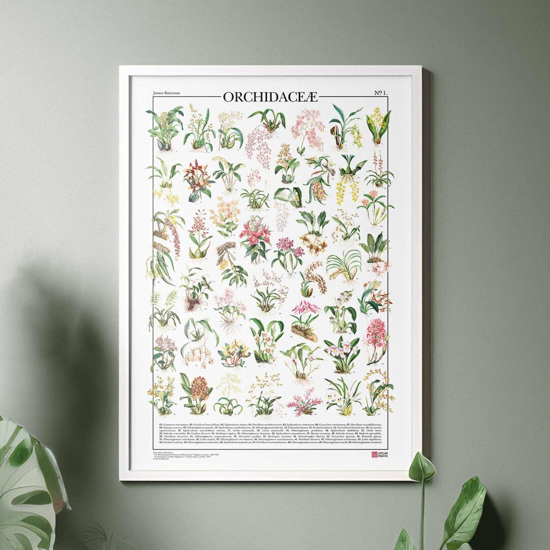Poster Orchidaceae Orchids, Vintage Flower Print, Botanical Poster ...