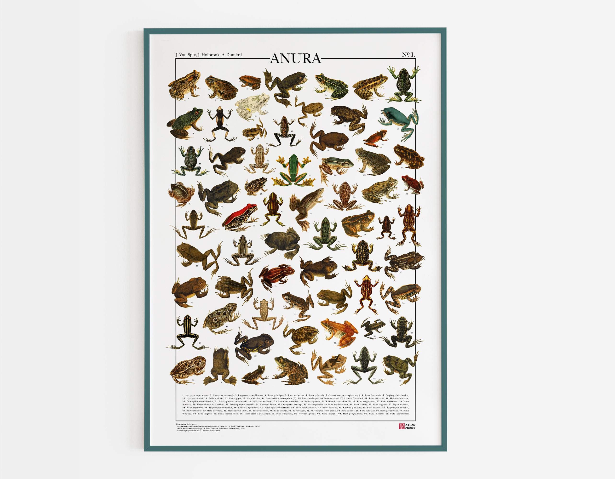 Poster Anura, Frogs & Toads Poster, Frogs Alphabet, Types of Frogs ...