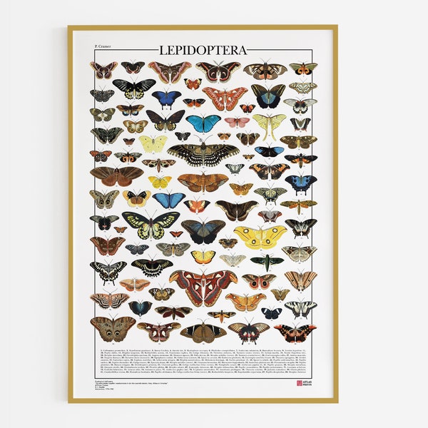 Lepidoptera - Etsy
