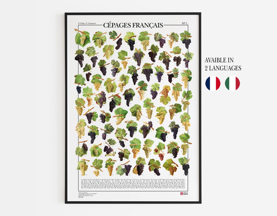 Poster Cépages Français / French Grapevines, Print Featuring 72 ...