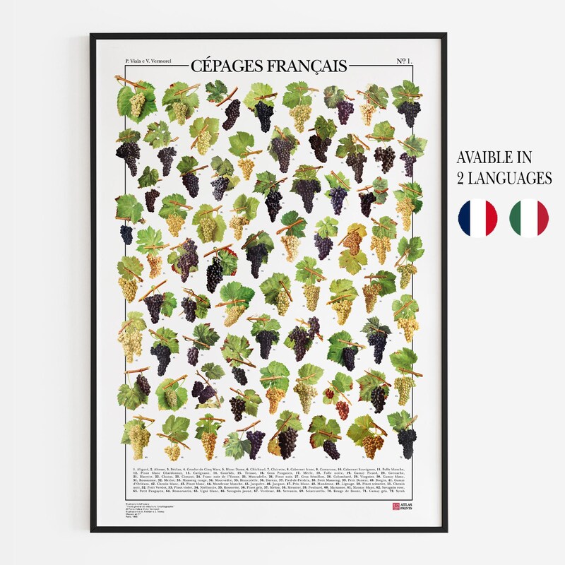 French Wine Map - Etsy