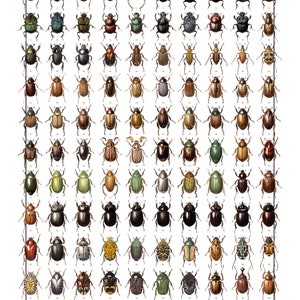 Poster Coleoptera N.2 Scarabæidæ Beetles, Beetle Poster, Insect Art ...