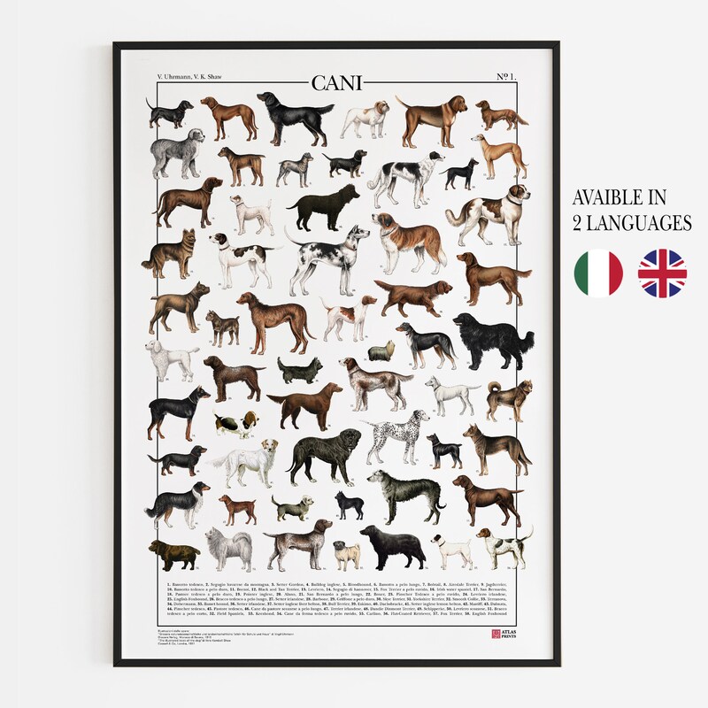 Dog Breeds Poster - Etsy