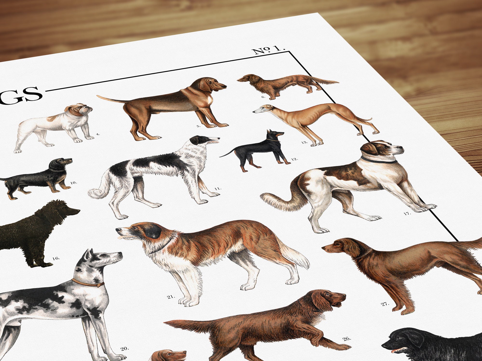 Dogs Poster, Print With 58 Illustrations of Different Dog Breeds - Etsy