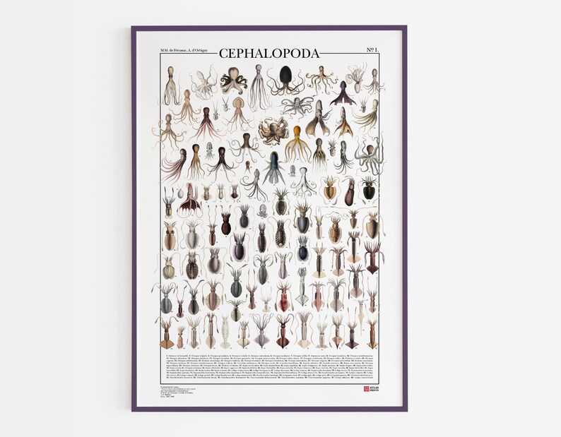 Cephalopoda / Cefalopodi Poster, Print of 98 Illustrations of Different ...