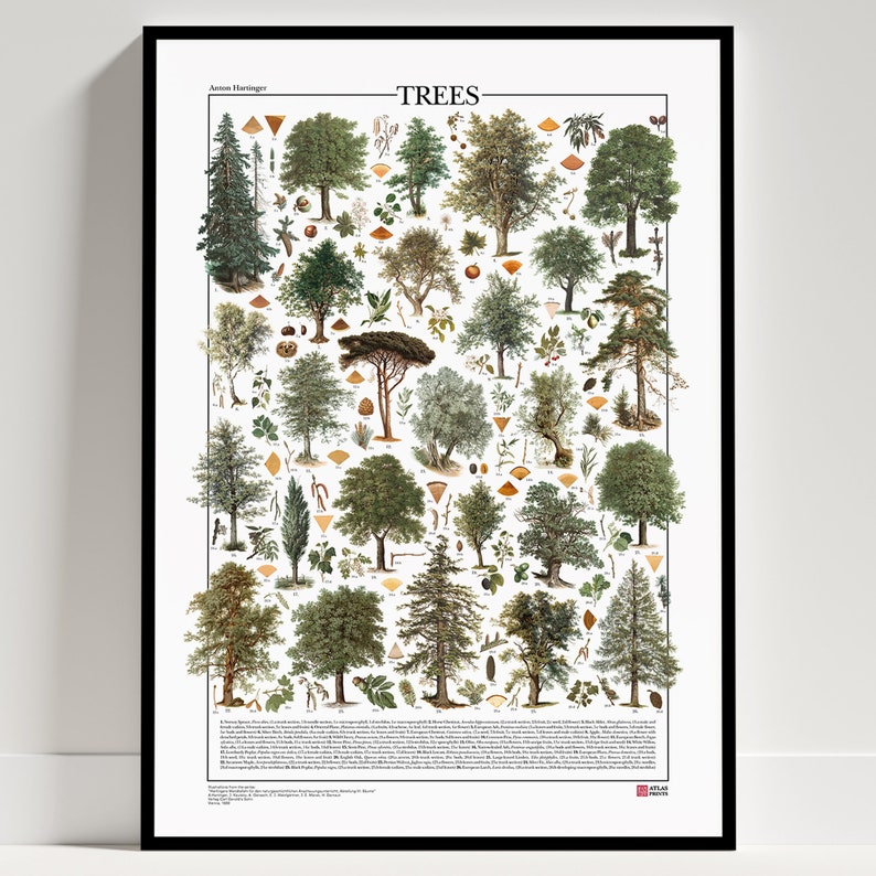 Tree Posters / 26 Illustrations of Different Types of Trees With More ...