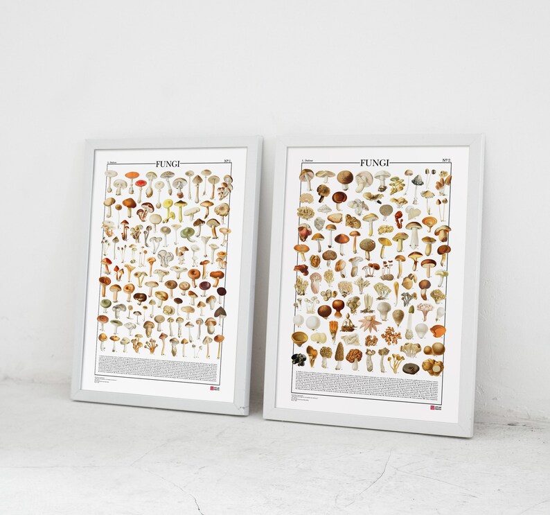Set of 2 Fungi / Mushrooms Posters, 2 Prints With 199 Illustrations of ...