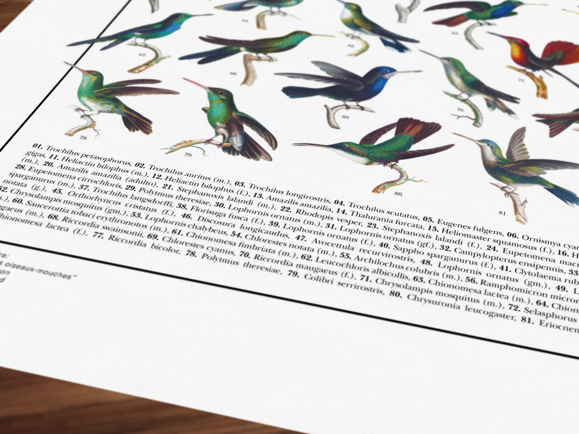 Poster Trochilidae / Hummingbirds, Print Featuring 84 Illustrations of ...
