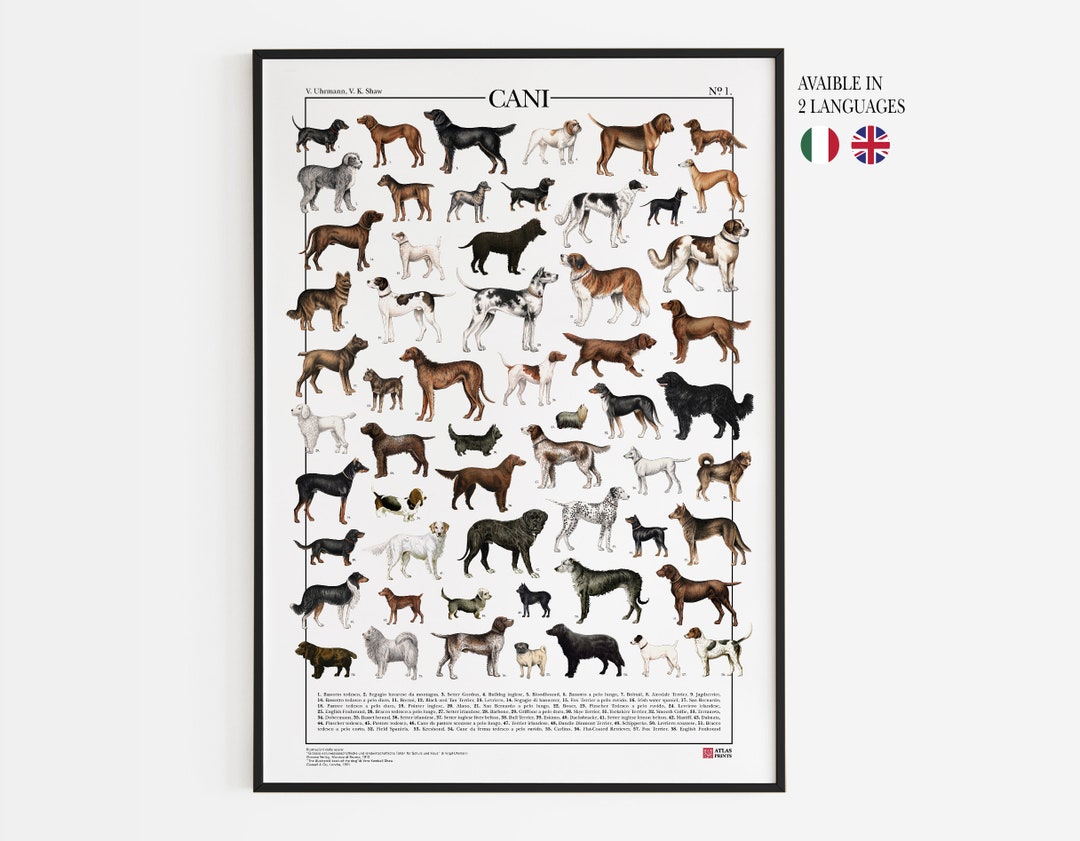 Poster Dogs 58 Dog Breeds Poster, Dog Lover Gift, Dog Breeds ...