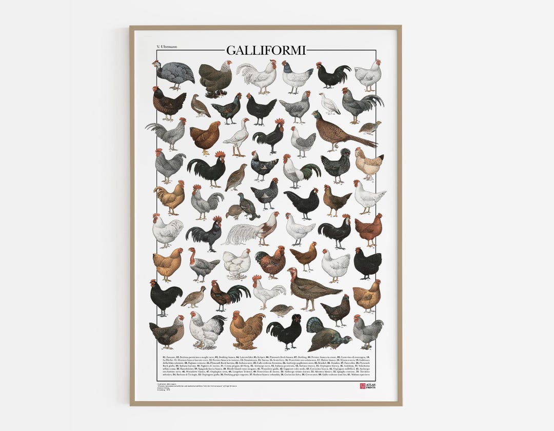 Galliformes Poster / Print Featuring 61 Illustrations of Various Types ...