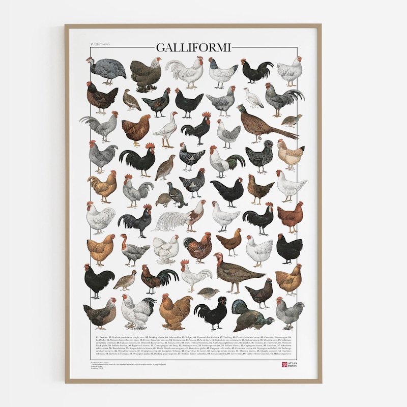 Chicken Breeds Poster - Etsy