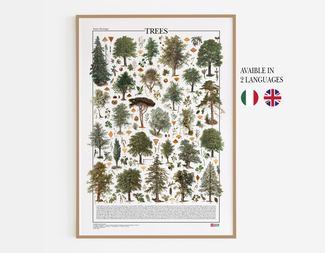 Tree Posters / 26 Illustrations of Different Types of Trees With More ...
