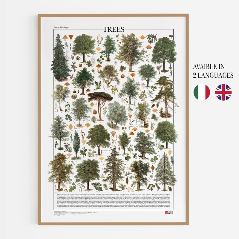 Tree Poster - Etsy