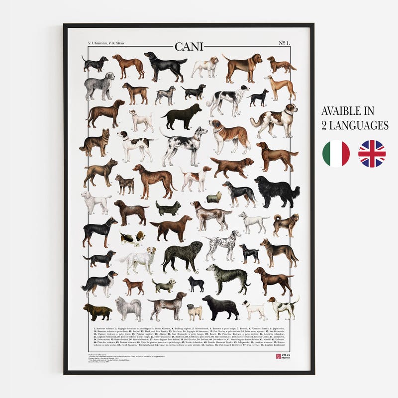 Dog Breeds Poster - Etsy